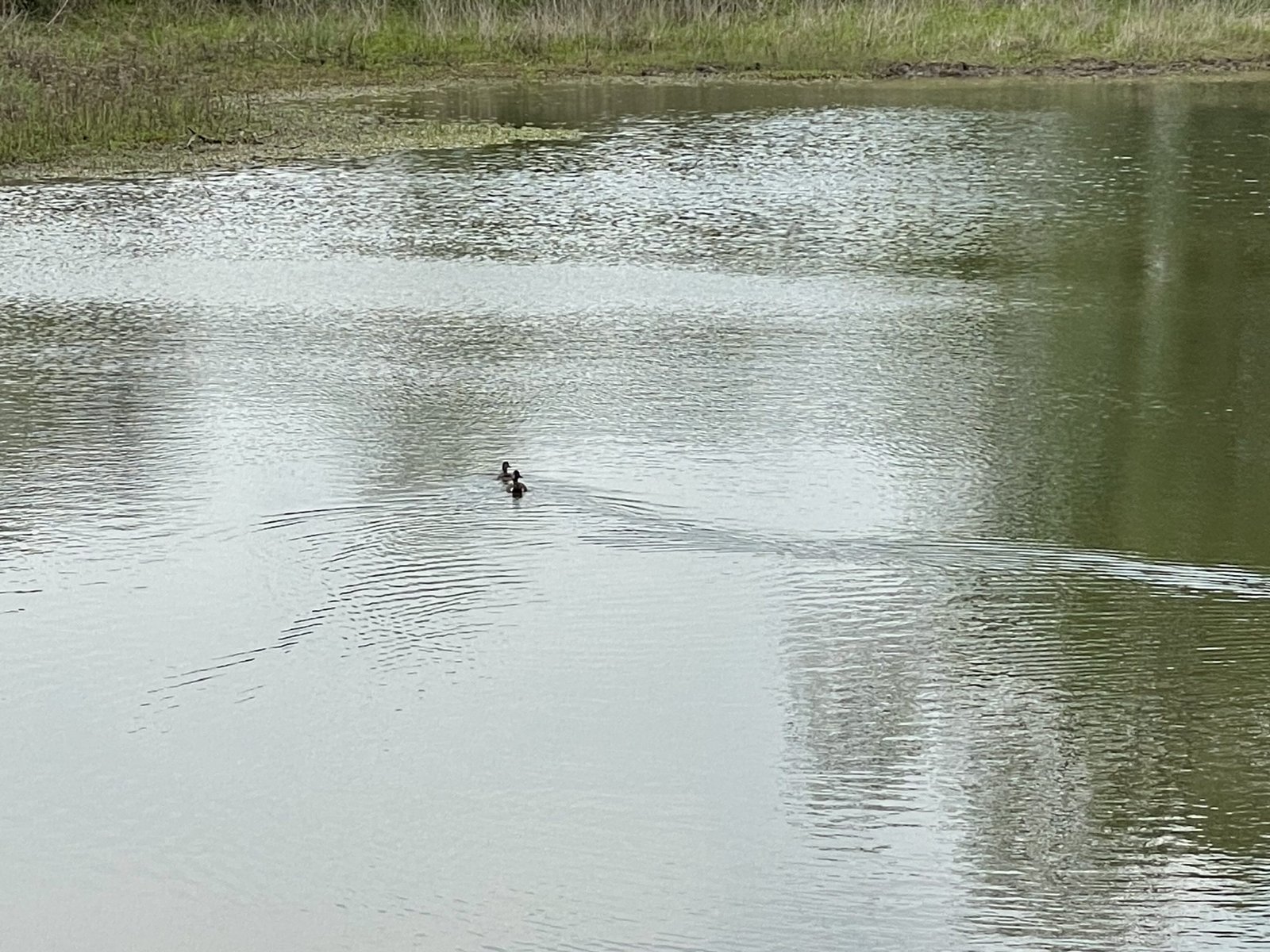 Trinity River Audubon Center - North Texas Trails